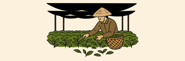 How Matcha Is Made: From Farm to Cup – Matcha Union
